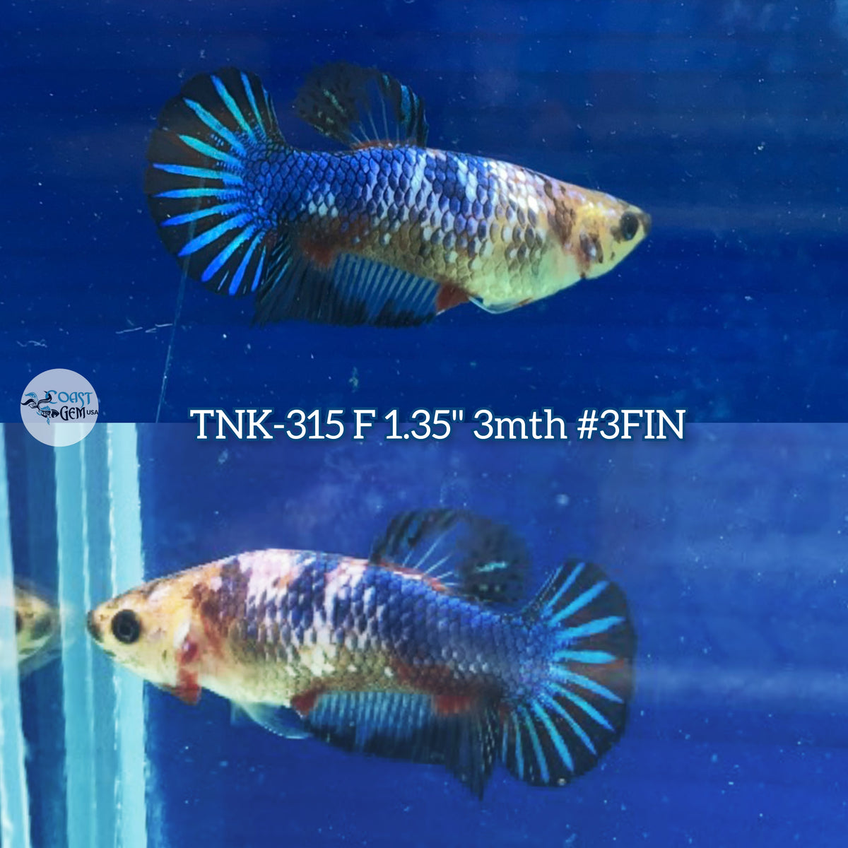 Live Female Betta Fancy Marble Plakad (TNK-315) S044 High quality what — Coast Gem USA