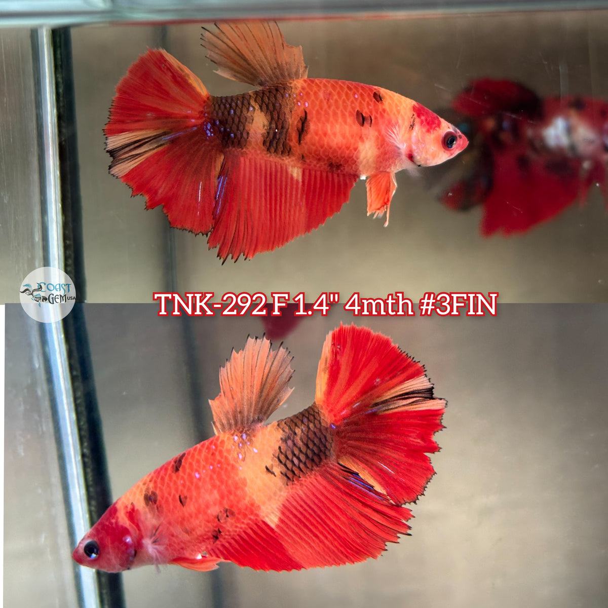 Live Female Betta Classic Nemo Koi Halfmoon (TNK-292) High quality wha — Coast Gem USA