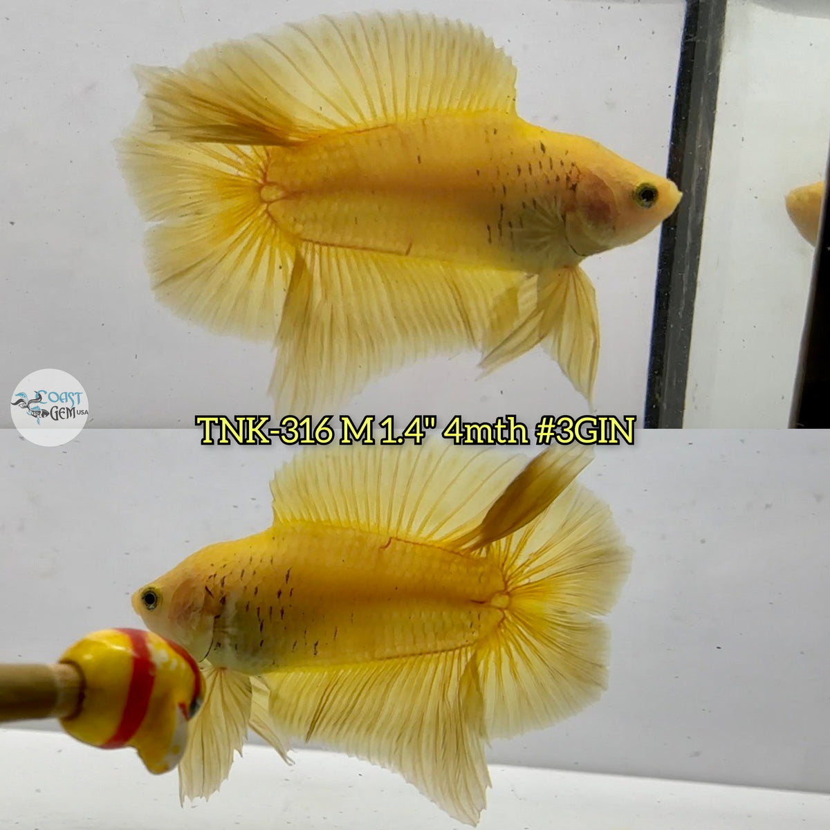 Live Male Betta Yellow Solid color Doubletail Plakad (TNK-316) High qu ...