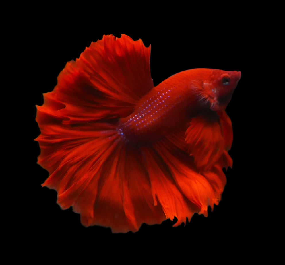beta fish | Super Red Halfmoon Male Betta — Coast Gem USA