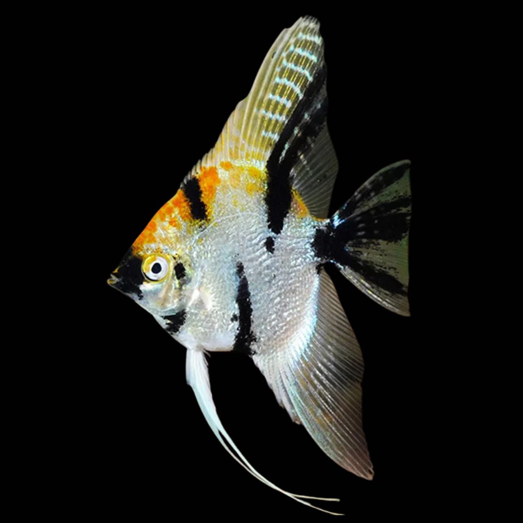 Live Freshwater Aquarium Tri Color Koi Angelfish Medium — Coast Gem USA