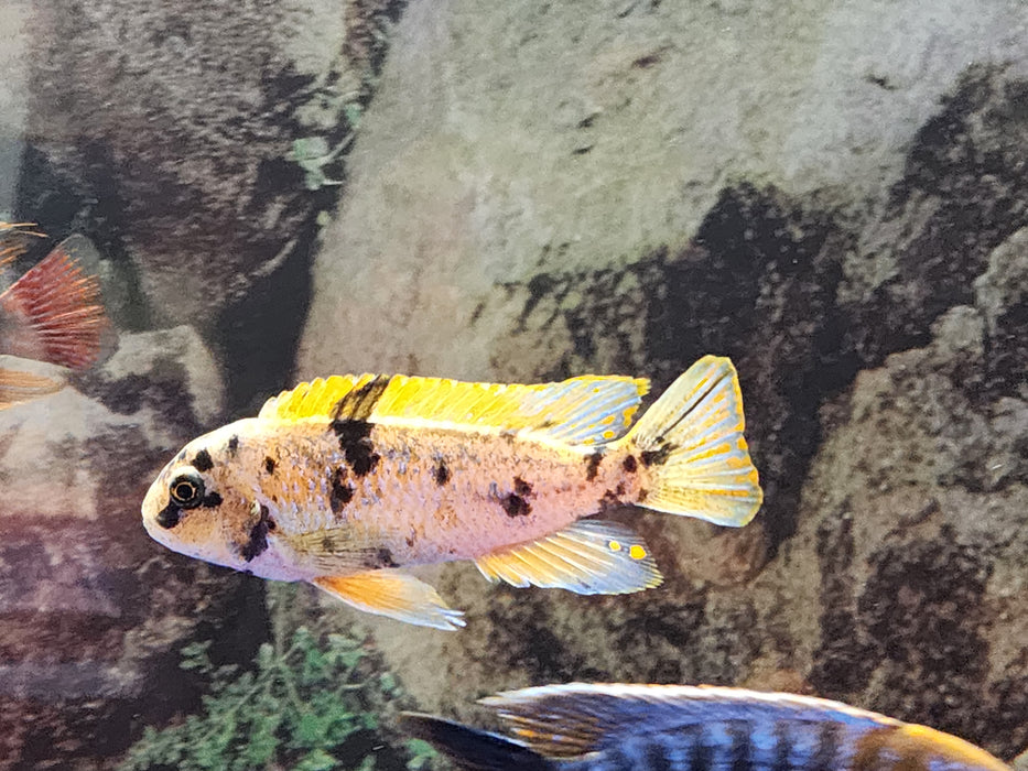 OB ZEBRA MBUNA CICHLID (LABEOTROPHEUS FUELLEBORNI OB)(CHD-155) — Coast ...