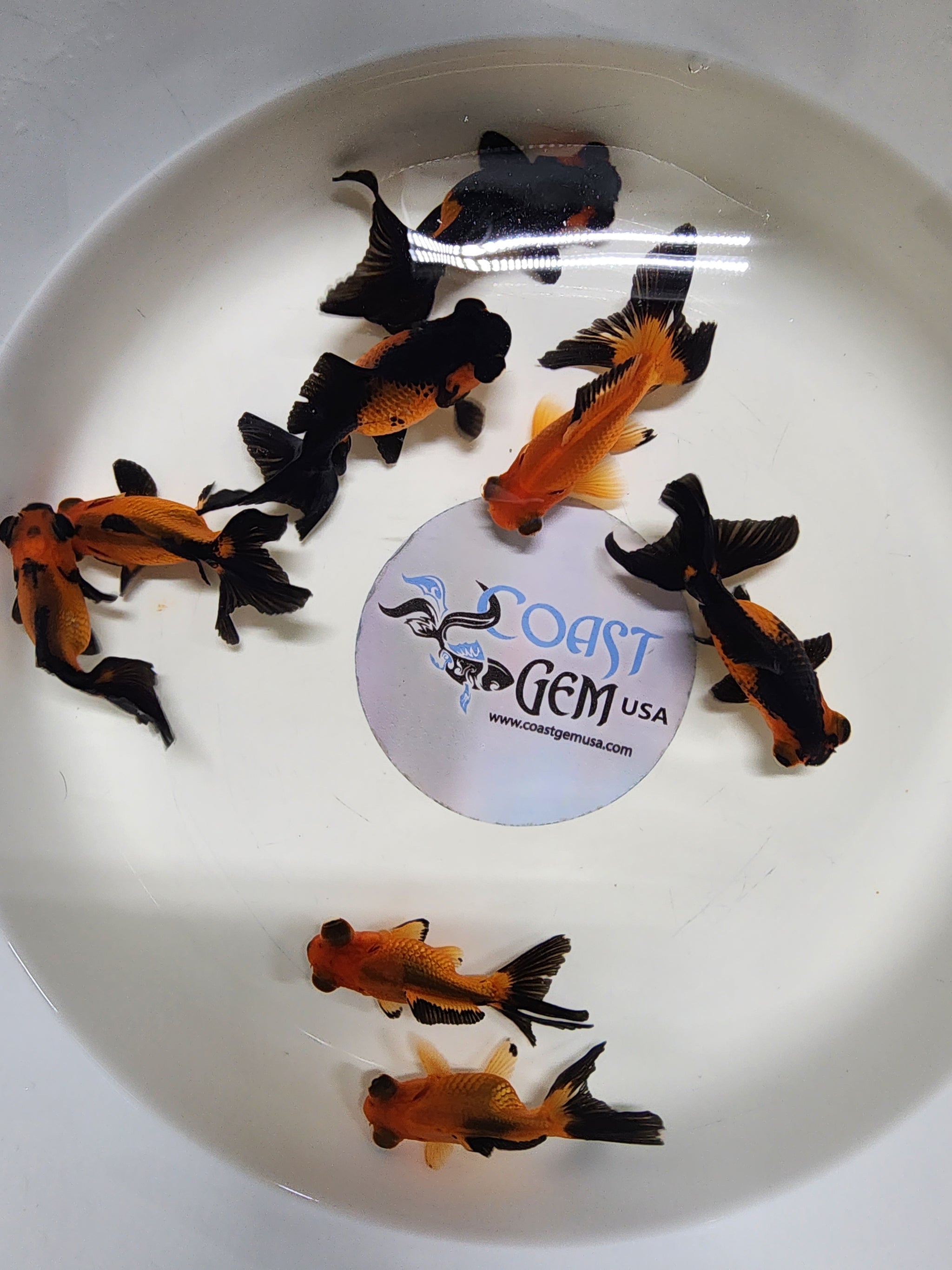 Baby & Juvenile Goldfish for Sale | Goldfish for Sale | Junior Goldfish ...