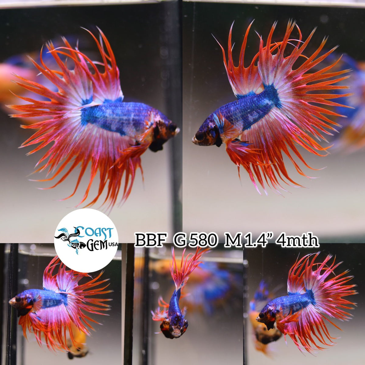 N/W(BBF-A580)x Blue Orange Fancy Crown Tail Male Betta — Coast Gem USA