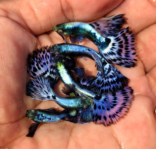 Show Grade Fancy Guppy Fish For Sale | Coast Gem USA