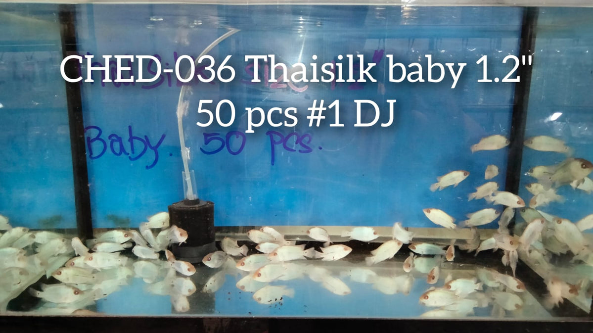 Flowehorn Kamfa Super Red Dragon SRD Cichlid — Coast Gem USA