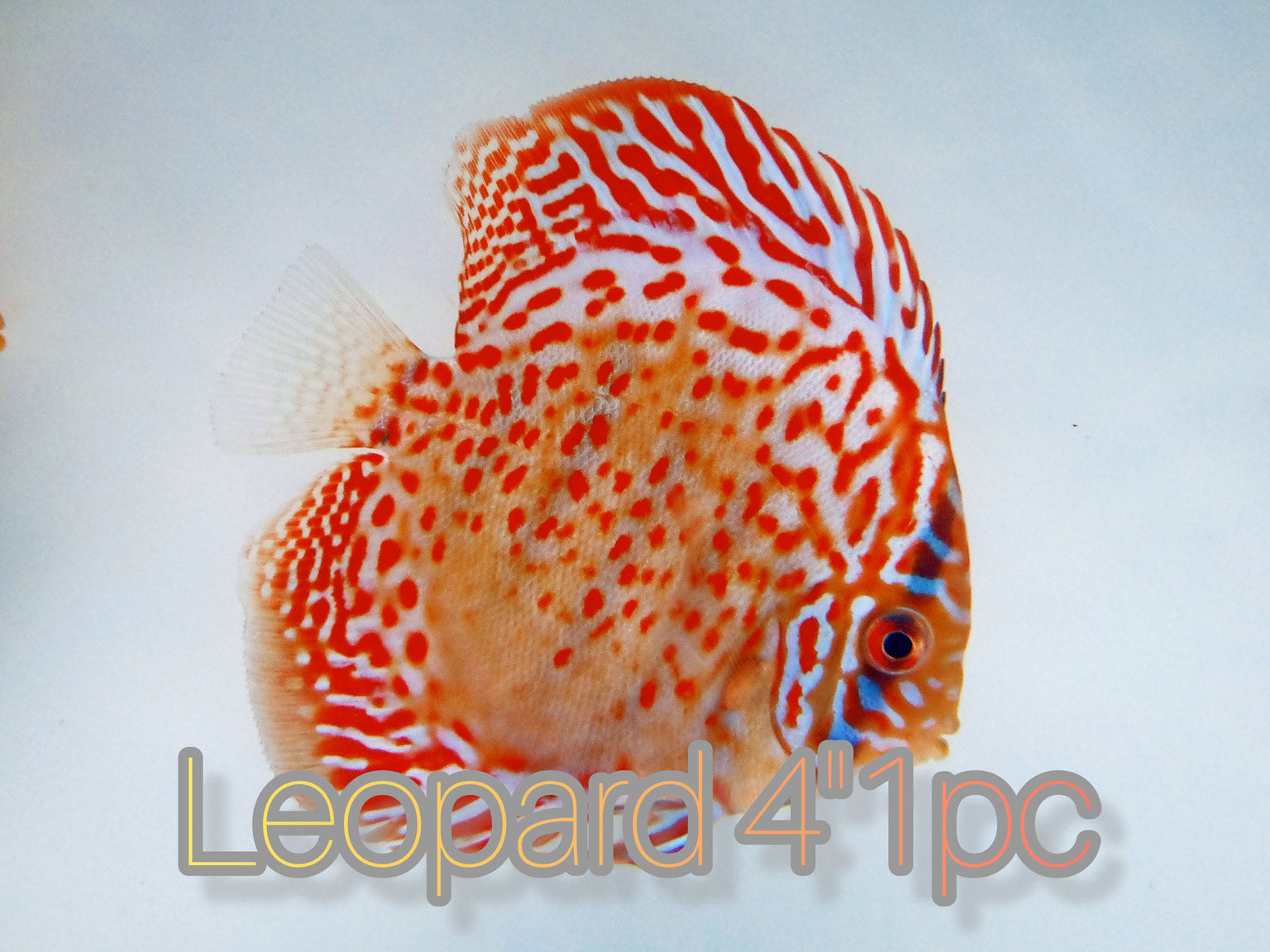 DISCUS - What you see is what you get — Coast Gem USA