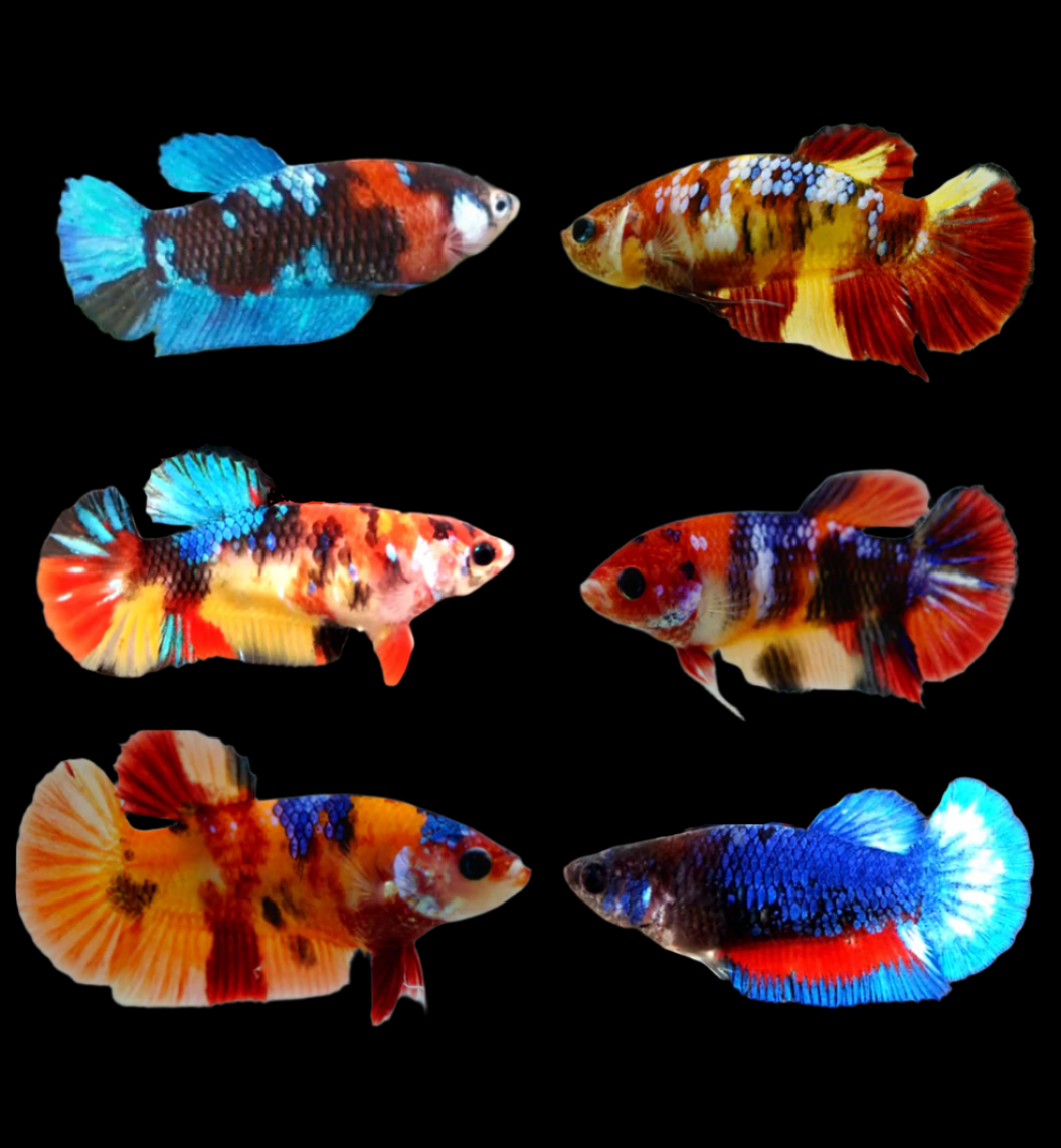 Live Betta Fish | Siamese Fighting Fish | Betta fish for Sale Online ...