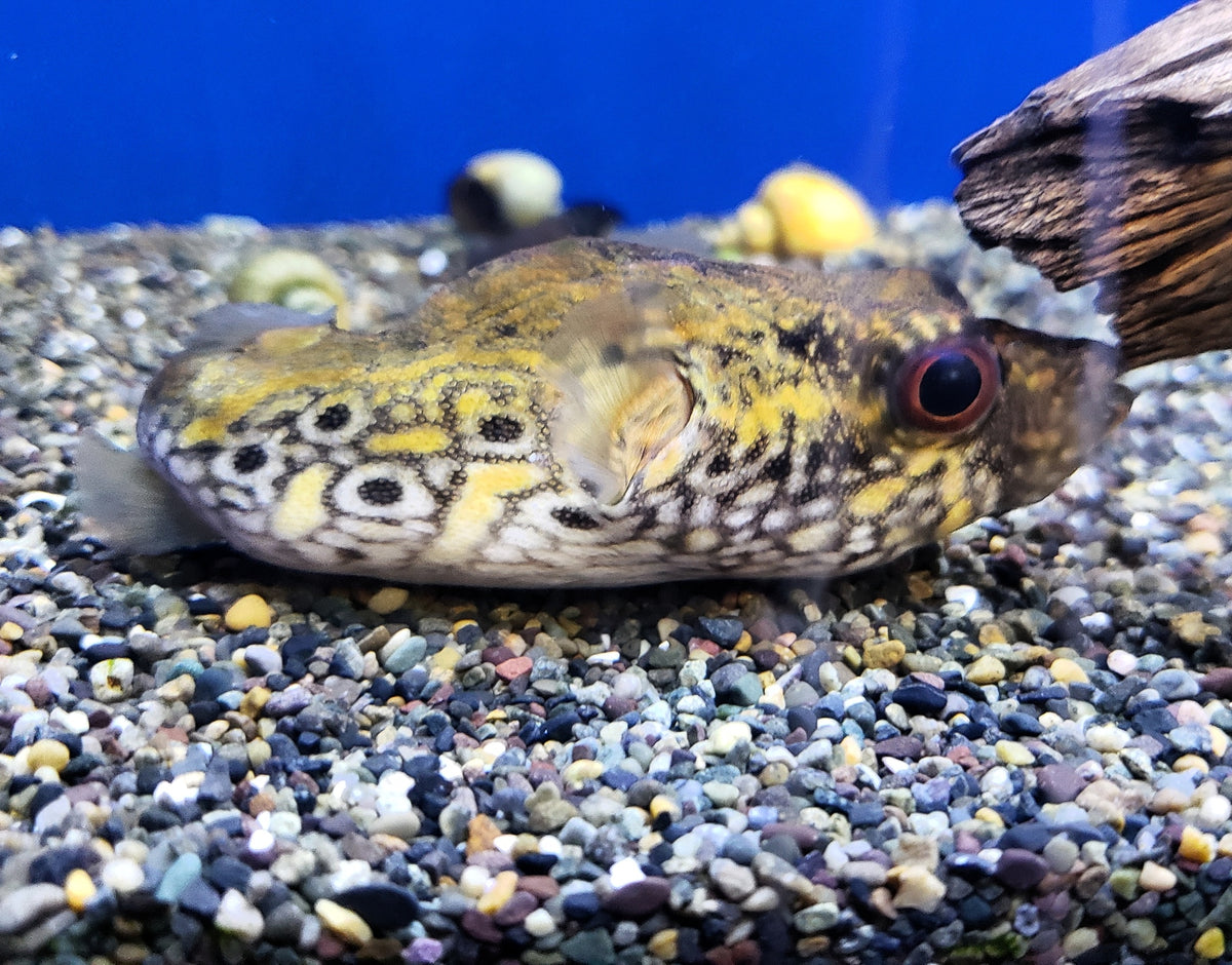 Live Freshwater Puffer Dragon/Humpback Puffer (Pao palembangensis) 3.0 ...