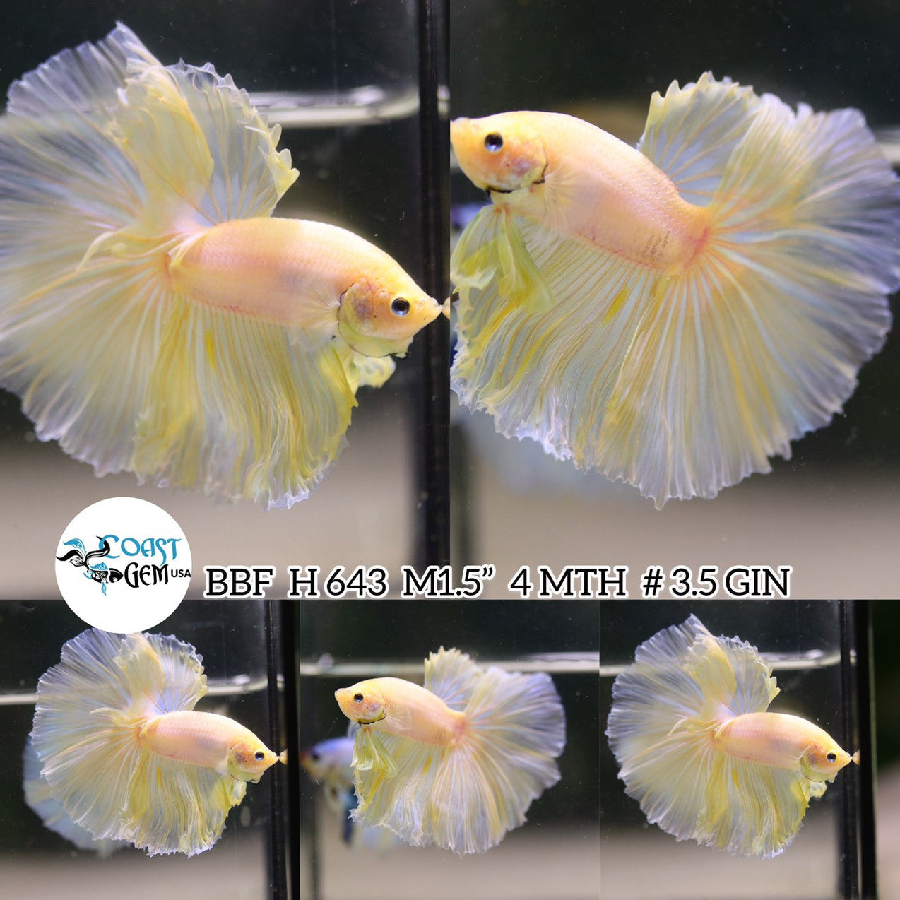 Male Betta Fish | Super Yellow Gold Halfmoon Rosetail — Coast Gem USA