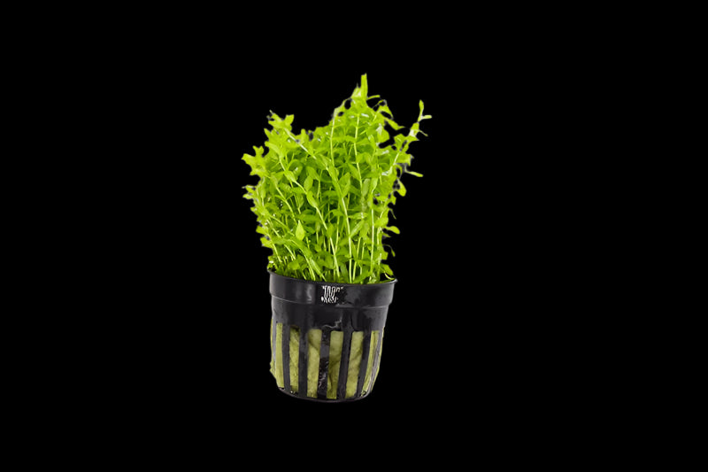 MICRANTHEMUM MICRANTHEMOIDES (PEARL WEED) — Coast Gem USA