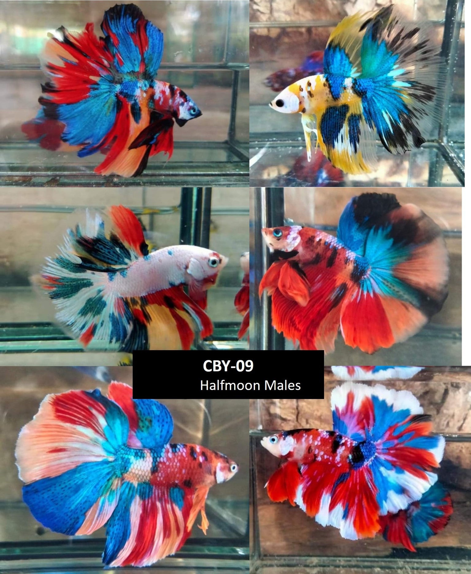 Male Betta Fish | Betta For Sale - Coast Gem USA