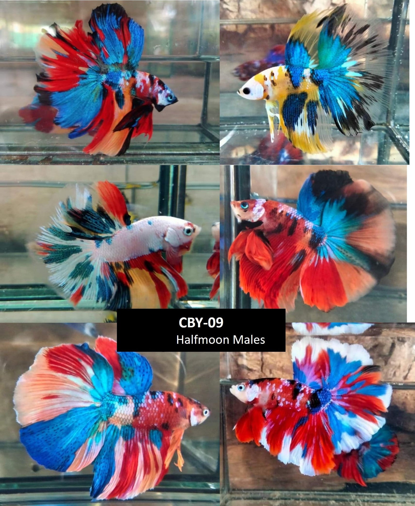 Male Betta Fish | Betta For Sale - Coast Gem USA