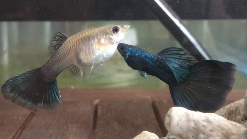 Coast Gem USA | Green Moscow | Guppies for sale | Best Seller