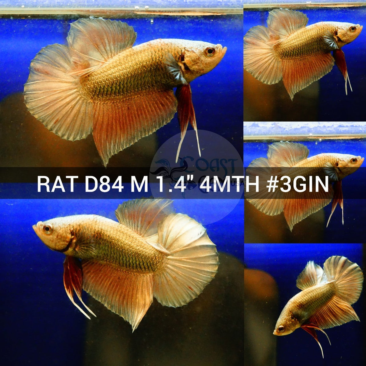 Betta Fish for Sale | Plakat Bettas | Fighting Fish | HMPK Betta ...