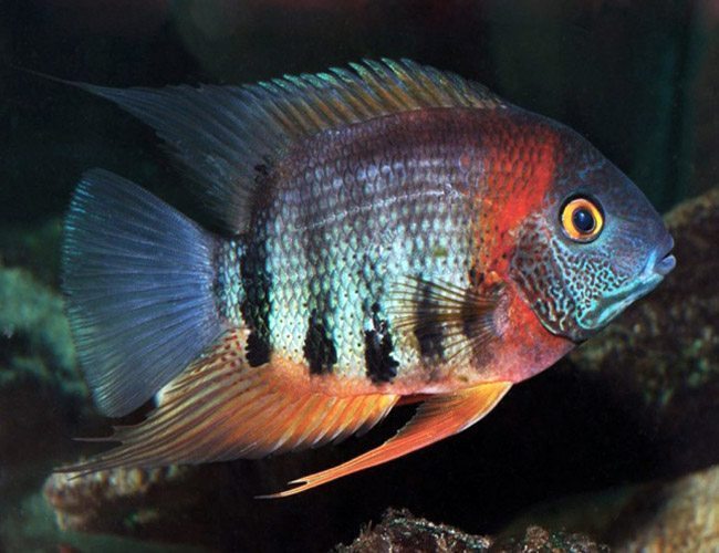 Red Shoulder Severum | African Cichlid | Aquarium Tank | Cichlid Tank ...