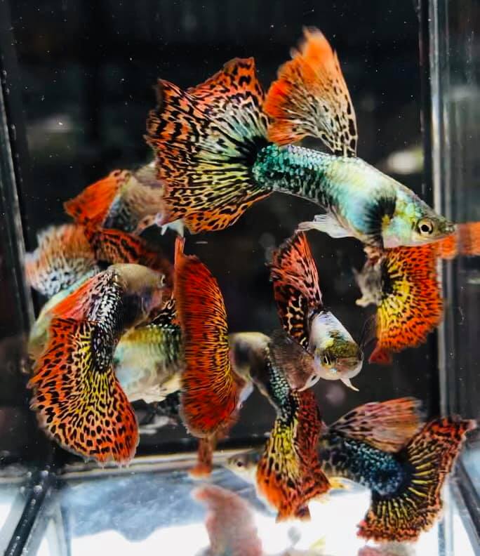 Live Fancy Guppy Fish Premium Quality Red Dragon High Dorsal For Sale ...