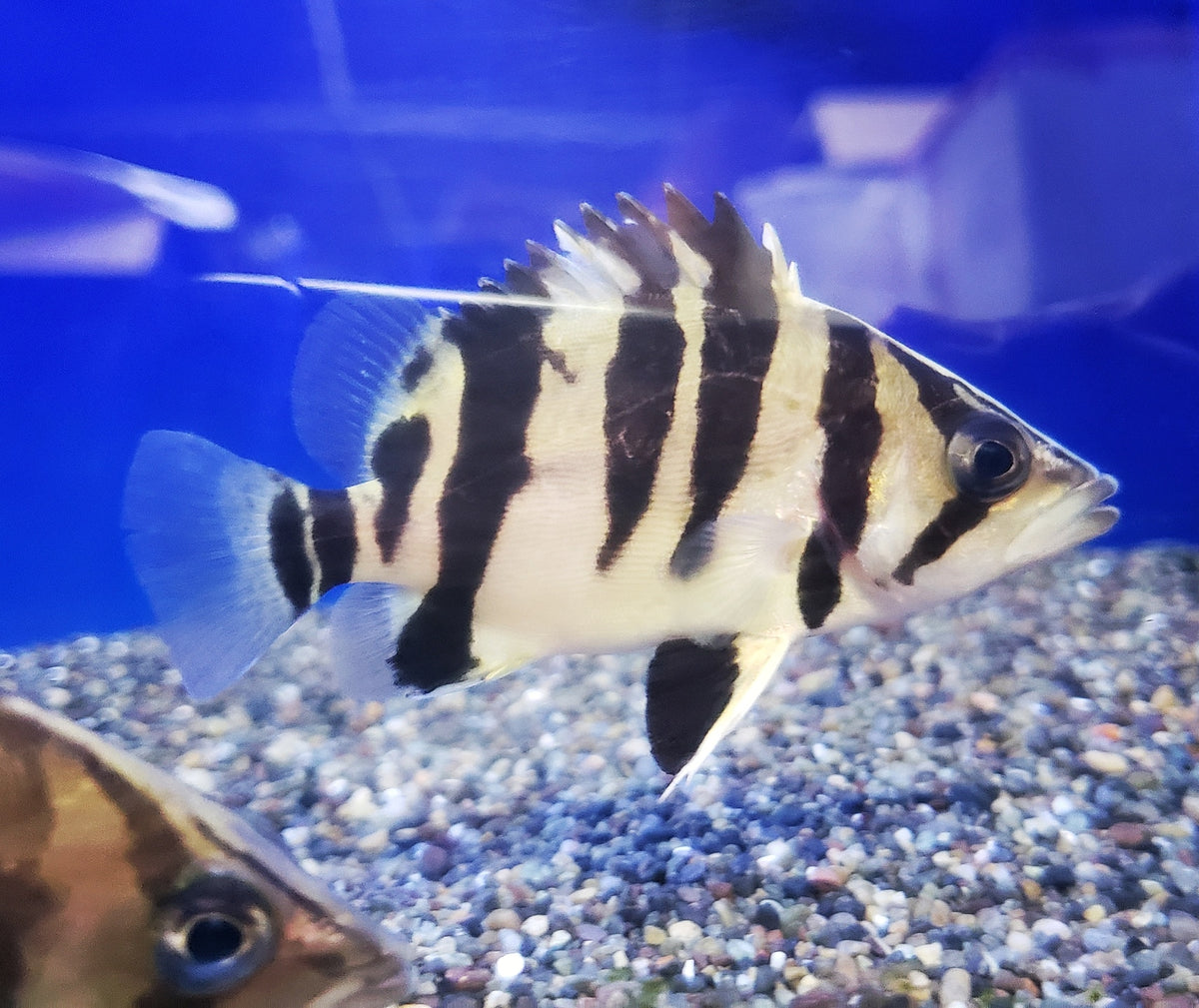 Indonesian Tiger Datnoid For Sale | Datnioides Microlepis — Coast Gem USA