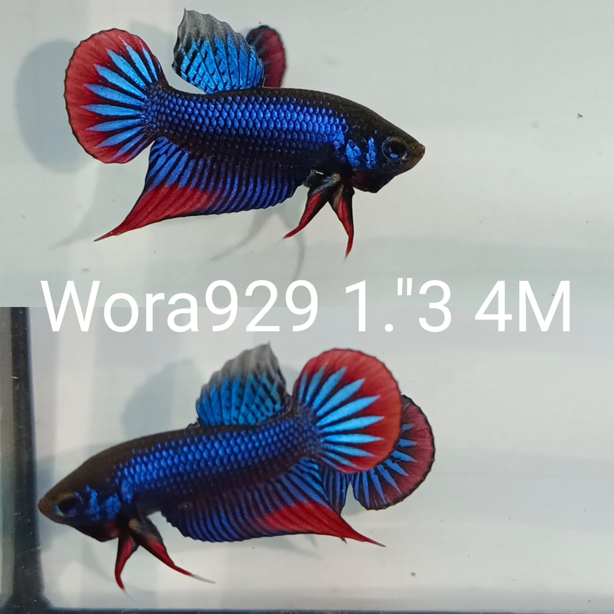 Betta Fish for Sale | Plakat Bettas | Fighting Fish | HMPK Betta ...