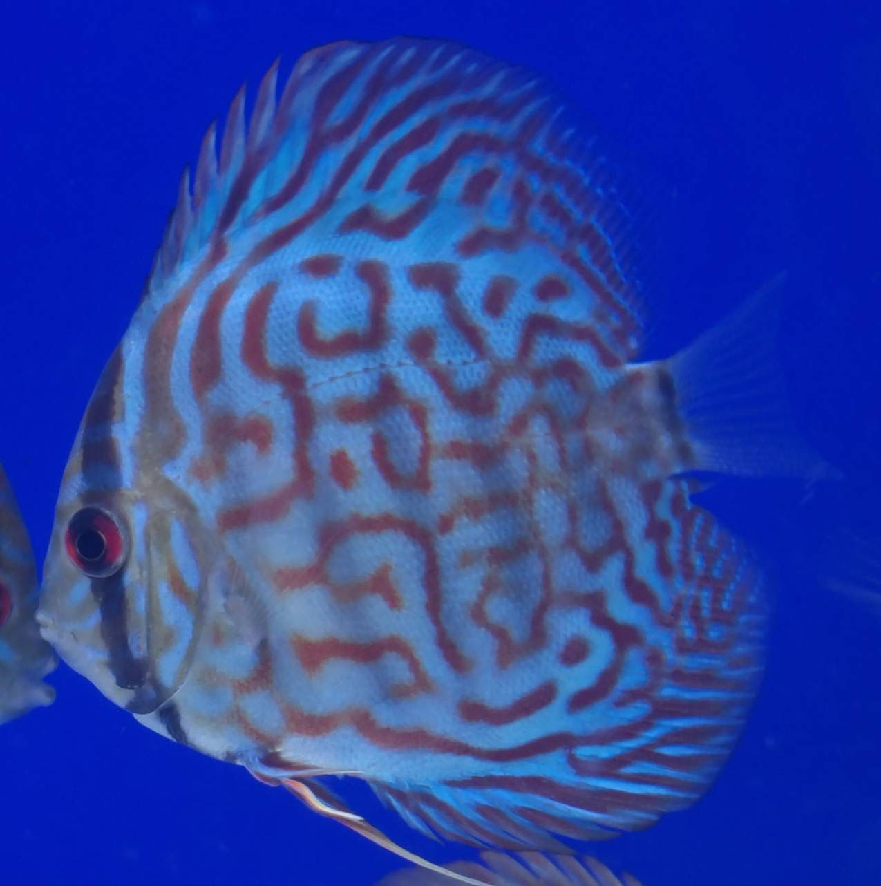 DISCUS - What you see is what you get — Coast Gem USA