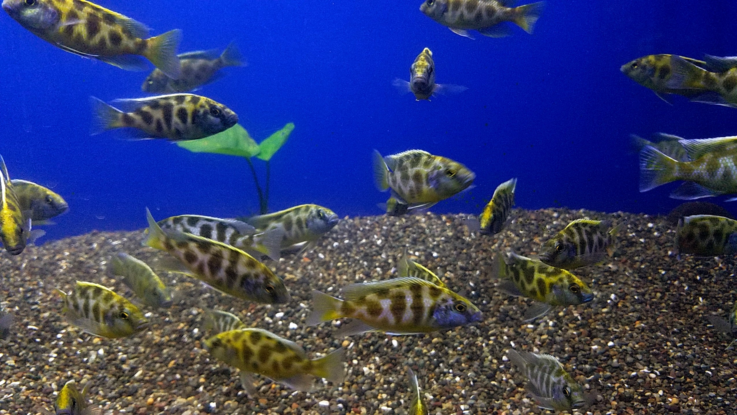 Venustus Cichlid (Haplochromis Venustus) | African Cichlid | Aquarium ...