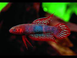 (WBP-09) Uberis Wild Betta — Coast Gem USA